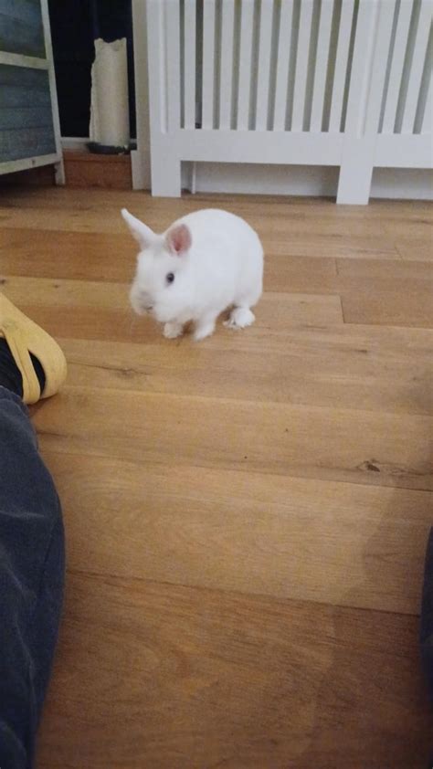 Bunny Appreciation Post Rrabbits