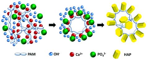 Schematic Illustration Of HAP Synthesis Influenced By Template Download Scientific Diagram