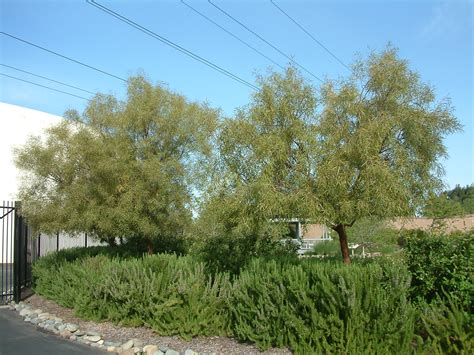 Rhus Lancea African Sumac Plantmaster