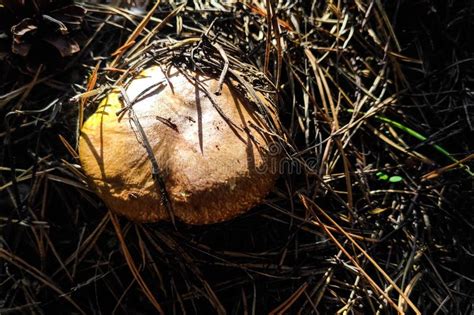 Suillus Growing On Grass In Coniferous Forest Mushroom Harvest Stock Image Image Of Wild