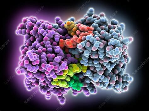 Restriction Enzyme Dna Complex Stock Image C035 5559 Science Photo Library