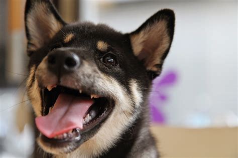 千萬不要養柴犬。育犬育兒談天說地 【黑柴犬飼育日記】養柴犬一個月的花費