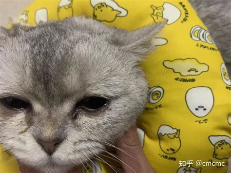 猫咪眼睛发炎会传染给其他猫吗 知乎