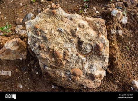 Fragment Of Limestone Rock With Silicified Marine Fossils