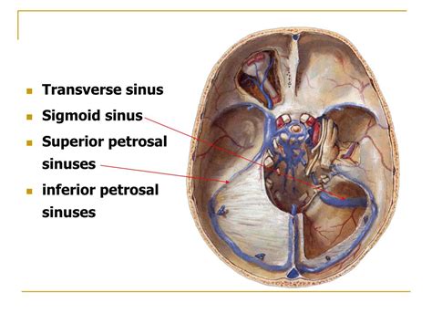 Ppt The Meninges Of Brain And Spinal Cord Powerpoint Presentation Free Download Id 5651638