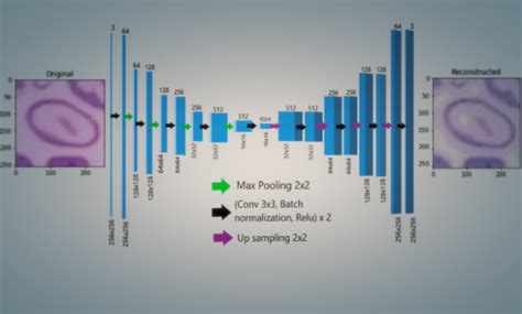 Auto Encoder Architecture With Prediction Scenario Download
