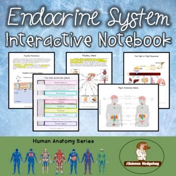 Endocrine System Notes By The Science Hedgehog TPT