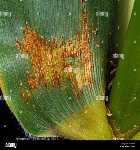 Corn Maize Or Sorghum Rust Puccinia Sorghi Fungus Disease Pustules On Maize Or Corn Leaf