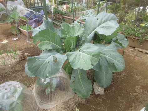 冬野菜の手入れ ISAZY菜園