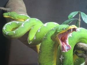 Emerald Tree Boa Has Unique Camouflage Hunting Adaptations
