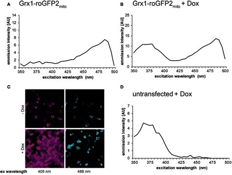 Fluorescence Of Doxycycline Prohibits Rogfp Based Redox Analysis Cells Download Scientific
