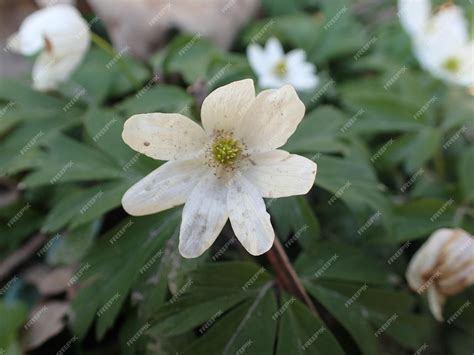 Anémonas Naturales De Primavera Blancas Creciendo En El Bosque Entre