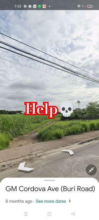 Real Lepidodendron Tree Youtube