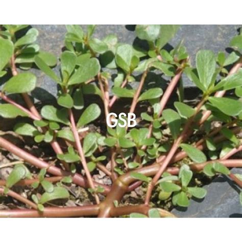 Jual Daun Krokot Daun Tanaman Krokot Segar 250 Gram Shopee Indonesia