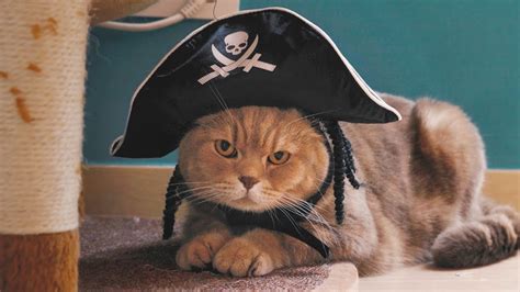 욕심많은 해적 고양이 Youtube