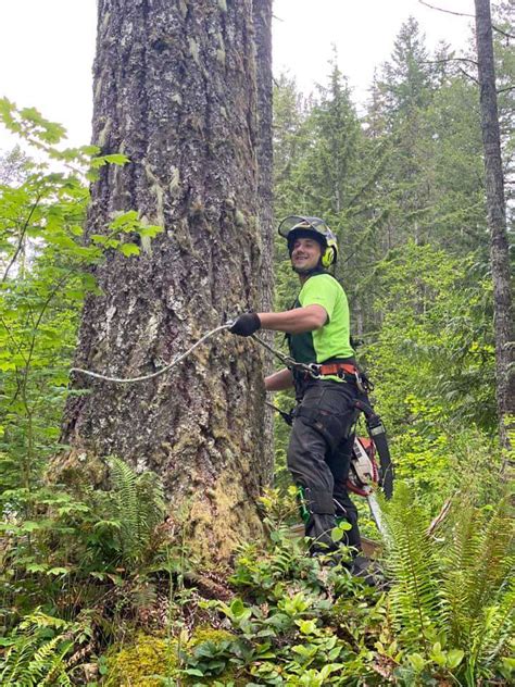 Gallery View Our Tacoma Tree Service Processes