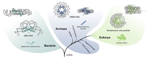 Archaea Structuur Archaea Biologielessen Nl