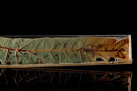 Microscope Slide With Cross Section Of Leaf Revealing Intricate Details Stock Illustration