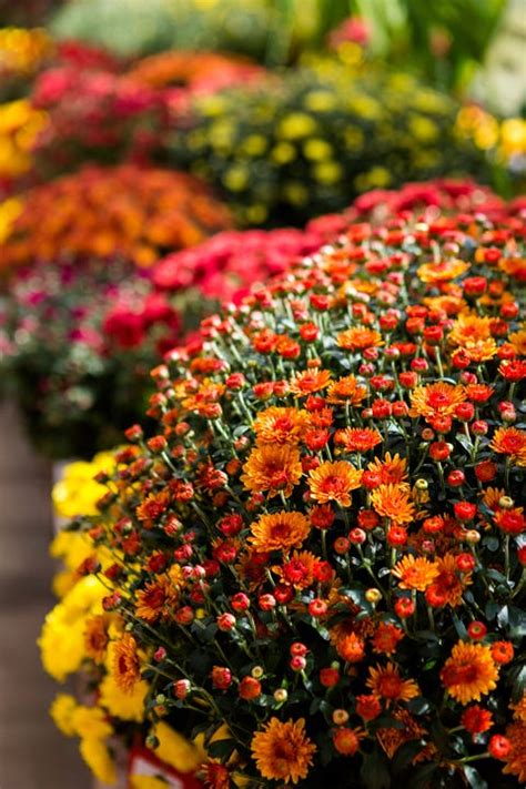 30 Best Fall Flowers To Plant In Your Autumn Garden 2022