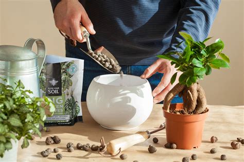 To Leca Or Not To Leca Pros And Cons To Consider For Your Plants