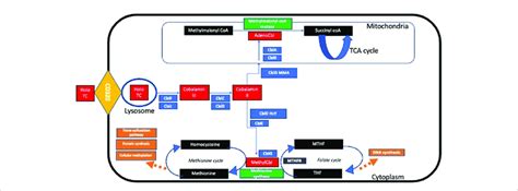 Summary Of Intracellular Metabolism Of Transcobalamin Detailed