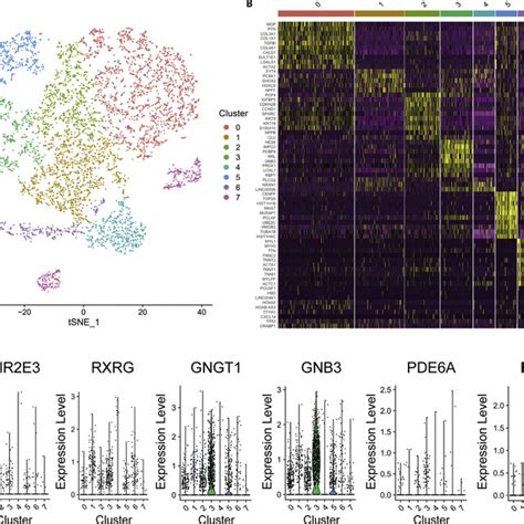 Single Cell Rna Sequencing Of Generated Cells A Tsne Plot Shows The