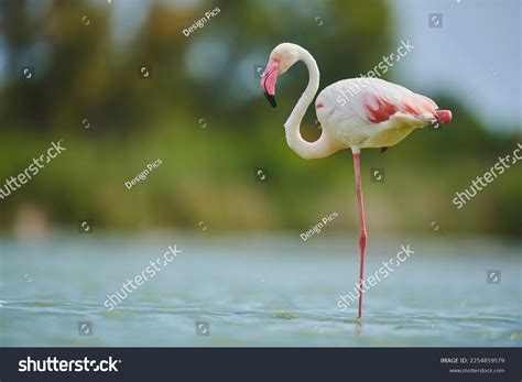 Greater Flamingo