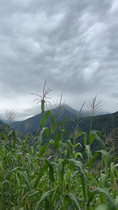 აბა მერისელებო აქეთ 🇬🇪 გამომყევიაჭარაში Youtube