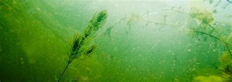 Environmental Monitor Nexsens Real Time Turbidity Measurements