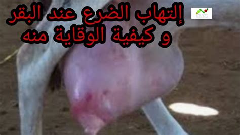 🐄موضوع إلتهاب الضرع عند البقر و كيفية الوقاية منه، من طرف المستشار