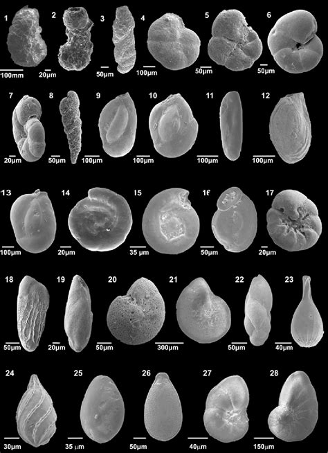 Figure 2 From Benthic Foraminifera And Bacterial Activity As A Proxy For Environmental