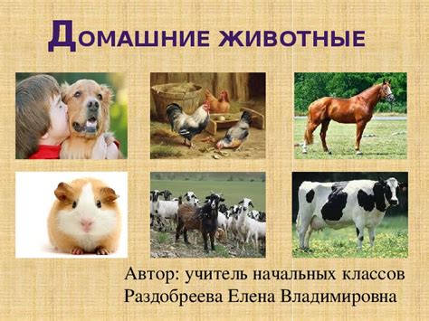 Презентация по окружающему миру на тему Домашние животные 1 класс окружающий мир Область