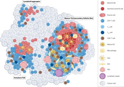 Tertiary Lymphoid Structures For Cancer Therapy Astor Perkins Posted On The Topic Linkedin