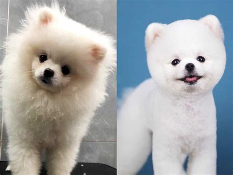 포메곰돌이컷 갤러리 변석준애견미용학원 부산본점