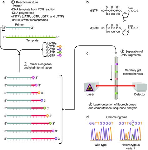 The Sanger Sequencing By Mmt Mohsin Al Saleh