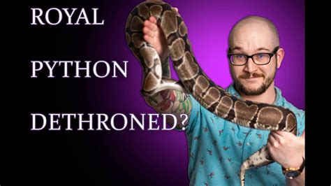 Boa Vs Python Snake Love Afsapje