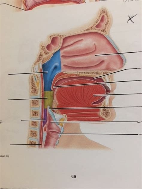 Bio 202 Respiratory System Diagram 2 2 Diagram Quizlet