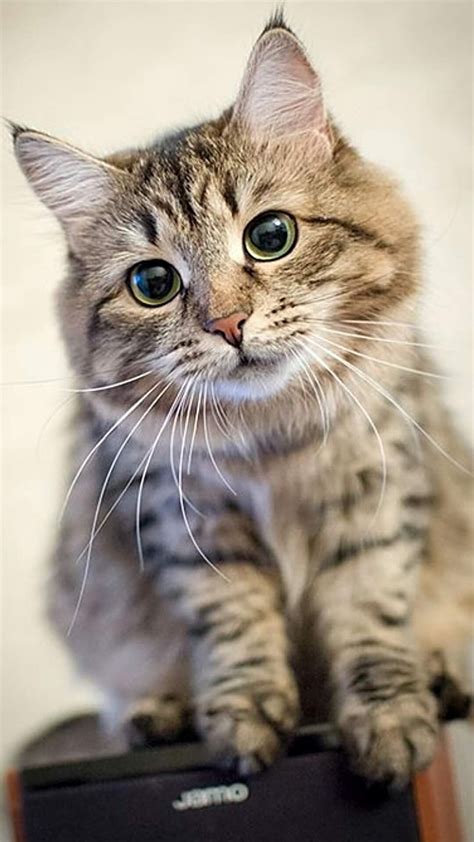 Beautiful Cats Image By Milena On Cats In 2020 Tabby