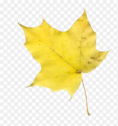 黄色枫叶图片png图片素材下载图片编号9874892 Png素材网