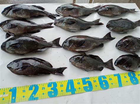 口太グレ 45筆頭 かめや釣具