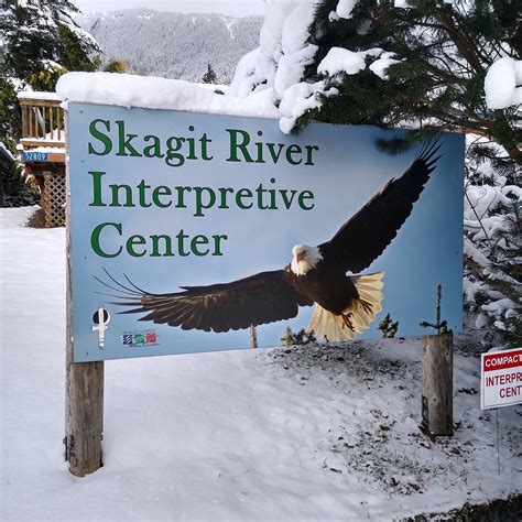 The Skagit River Bald Eagle Interpretive Center All You Need To Know