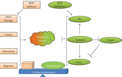 Role Of Sestrin In Redox Balance Cellular Homeostasis Is Achieved By