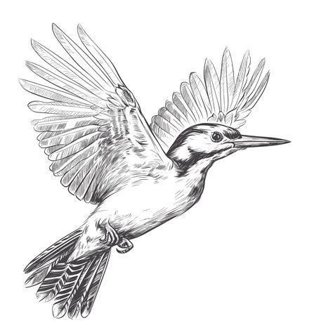 Рука нарисованный эскиз иллюстрации птицы дятел Премиум векторы