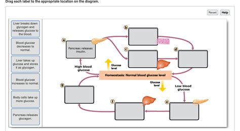 Drag Each Label To The Appropriate Location On The Vrogue Co