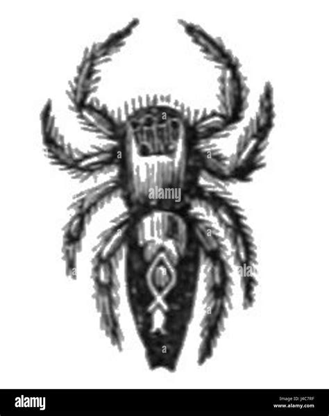 An Image Of A Jumping Spider From Psm V33 D811 Showcasing Its