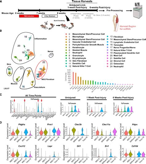 Figure 1 From Novel Lineage Tracing System To Identify Site Specific