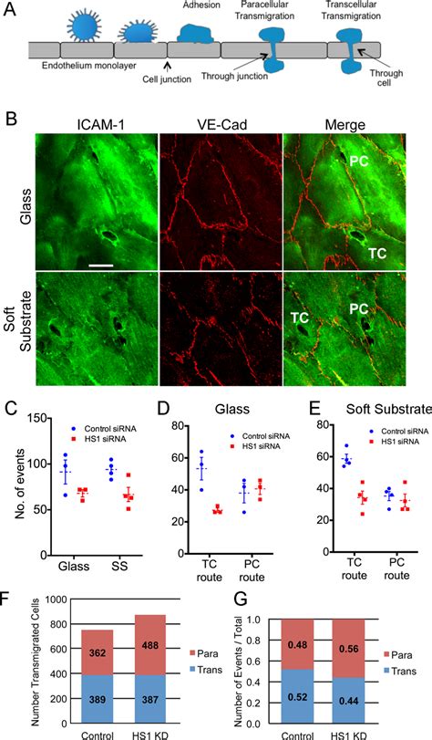 Transcellular Vs Paracellular Route Of Tem A Diagram Illustrating Download Scientific Diagram
