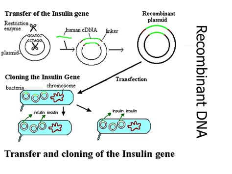 ppt part i sequence analysis dna bioinformatics software