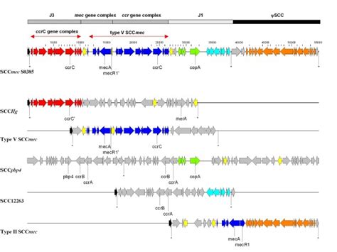 Structure And Comparative Analysis Of Sccmec Element Of S0385 The Download Scientific Diagram