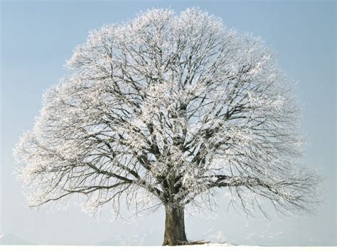 Ice Tree Wallpapers Abstract Hq Ice Tree Pictures 4k Wallpapers 2019